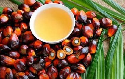 CDC Palm Oil